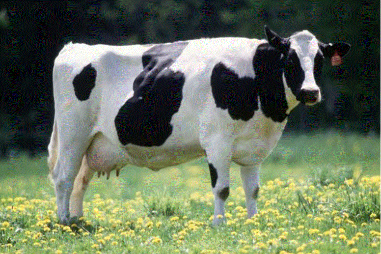 Get Avail Of The Best Quality And Trustworthy Holstein Friesian Cattle Milk