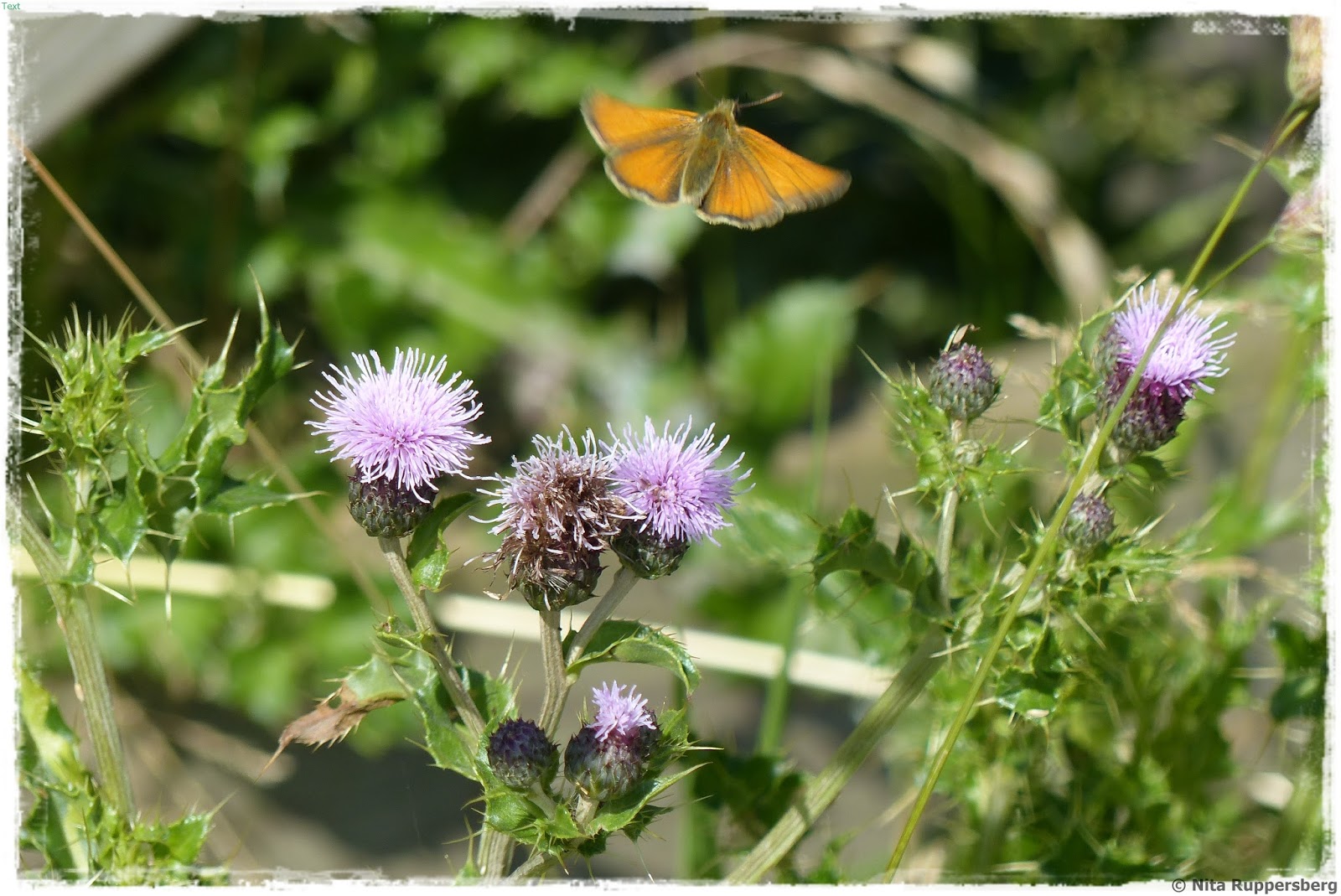 Kaalvoet in Engeland: Skone Skoenlappers