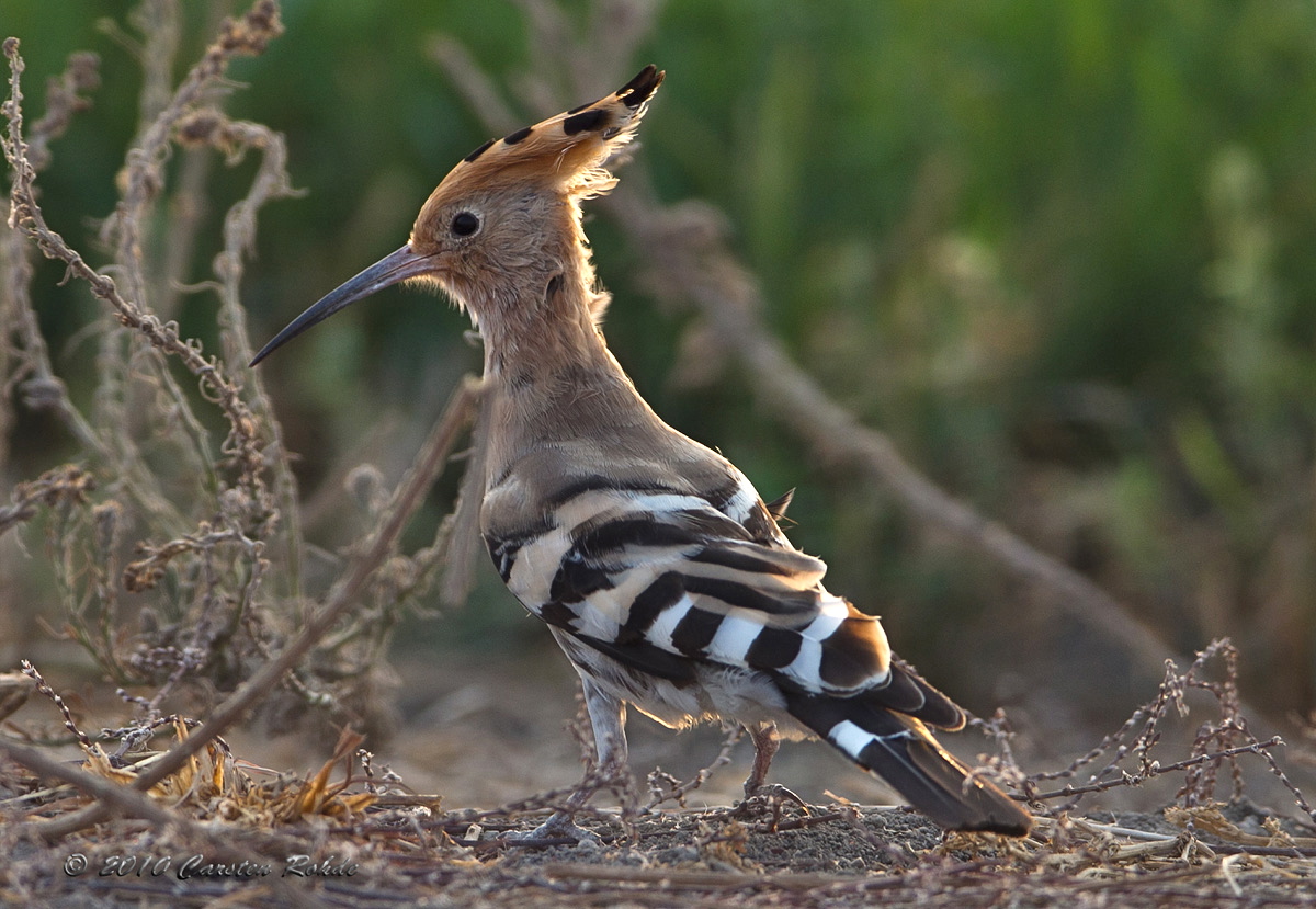 BLACK STORK & RAPTOR IMPRESSIONS: Black Stork migration - Israel Autumn ...