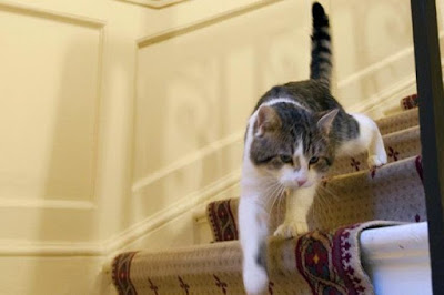 KUCING INI NAIK ATAU TURUN??