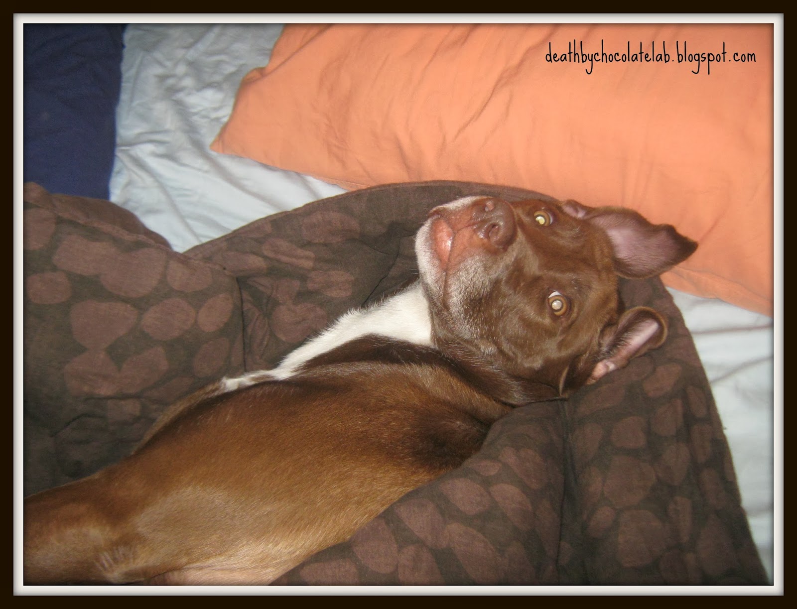 Death By Chocolate Lab: 5 Fun Things to Do with Your Dog on Spring Break