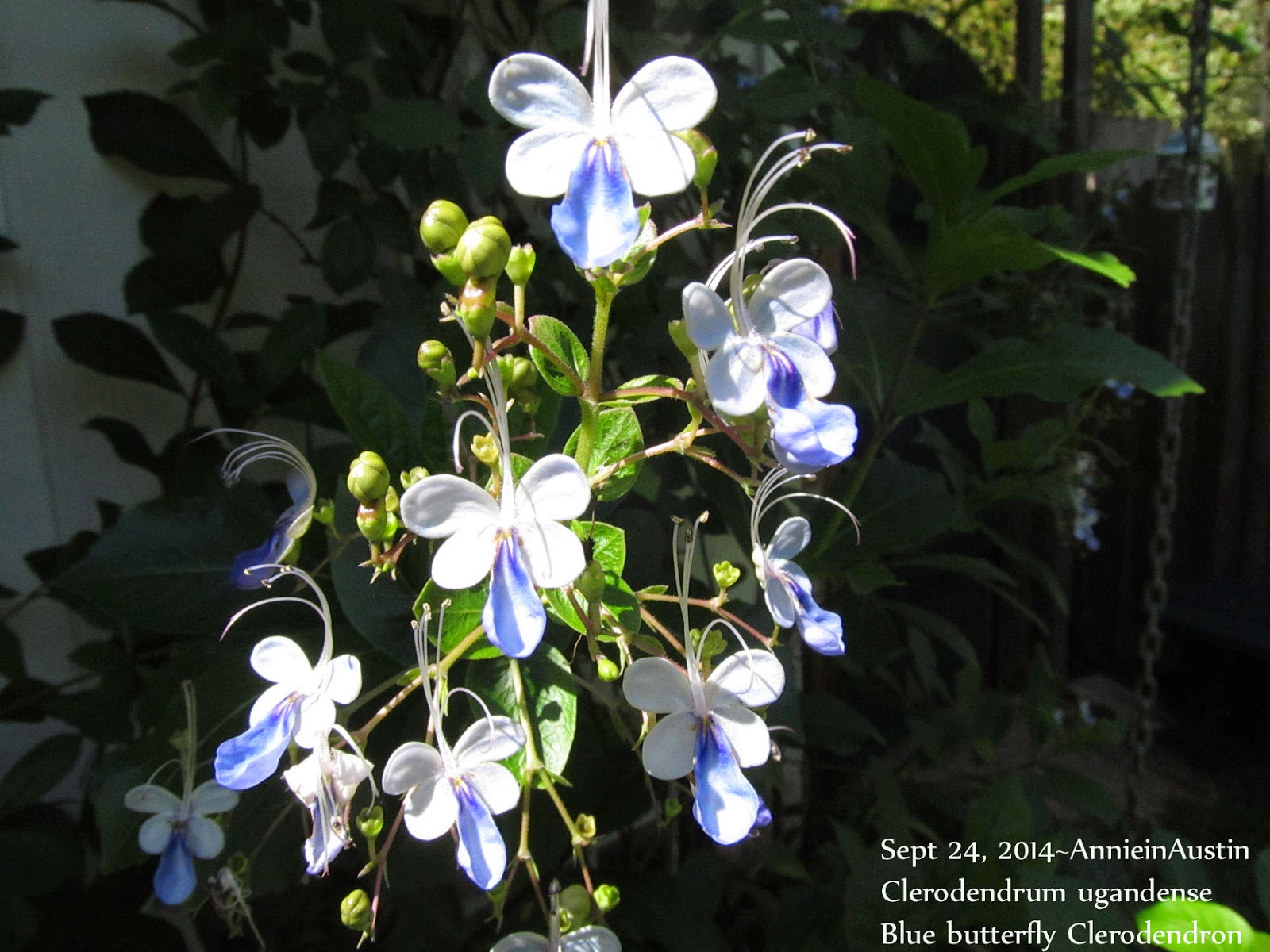 The Transplantable Rose: Clerodendrum incisa - the Musical Notes Plant