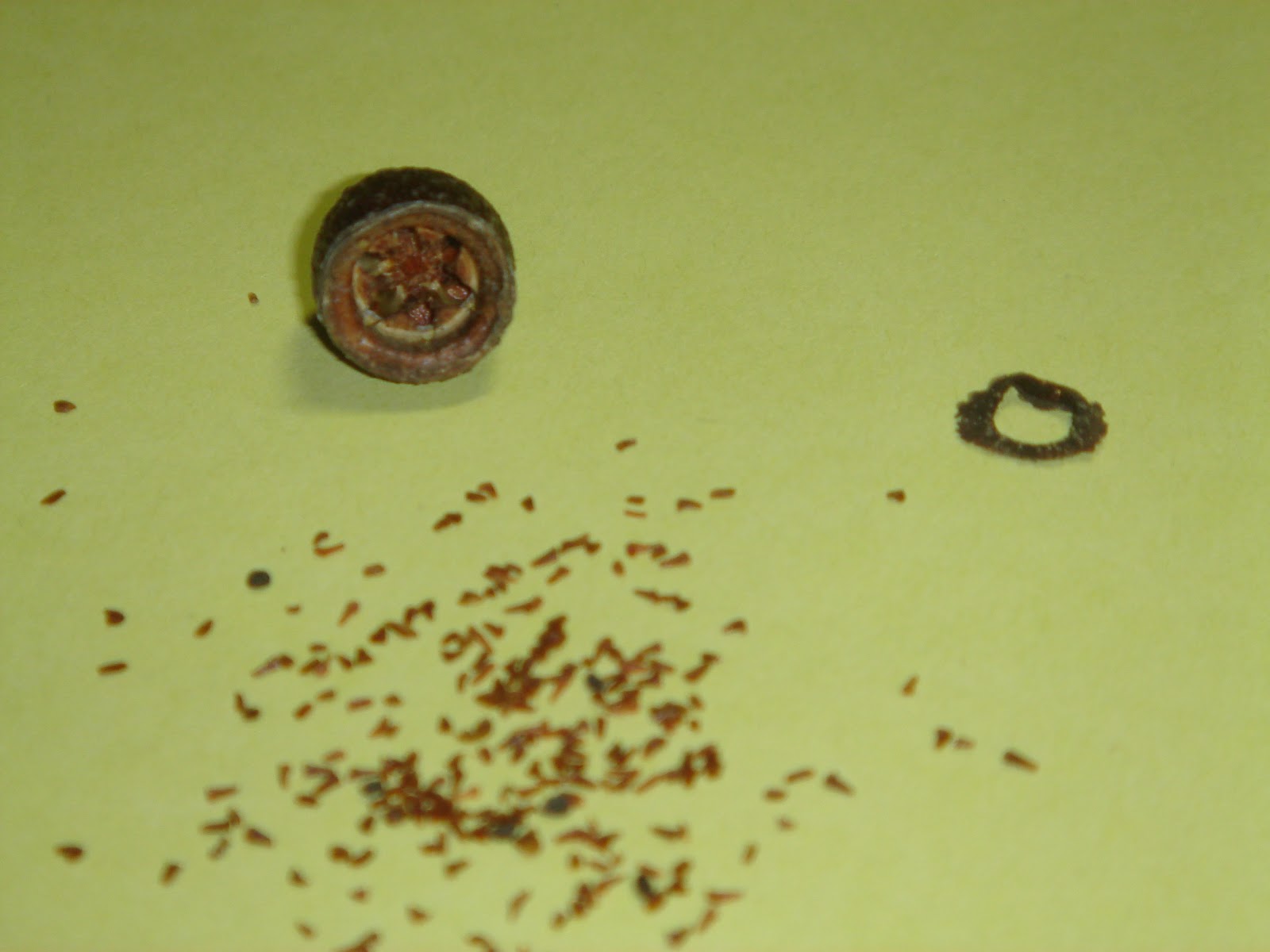 BLOG CLOROFILA: Fruto: Cápsula.