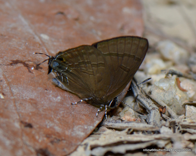 The Forested Path (and Beyond): BUTTERFLIES of RAUB: The Indigo Flash ...