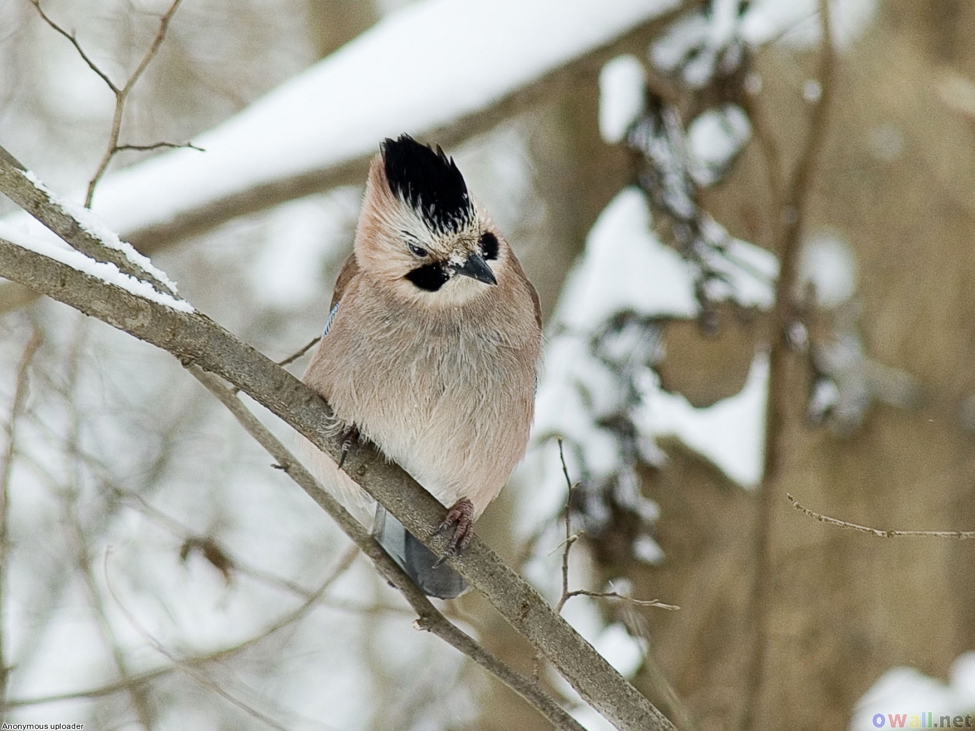 PicturesPool: Beautiful Birds in Winter Wallpapers