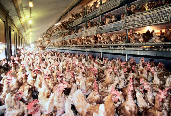 Das Chicken Haus: Real Free Range versus "cage free" Prison Eggs
