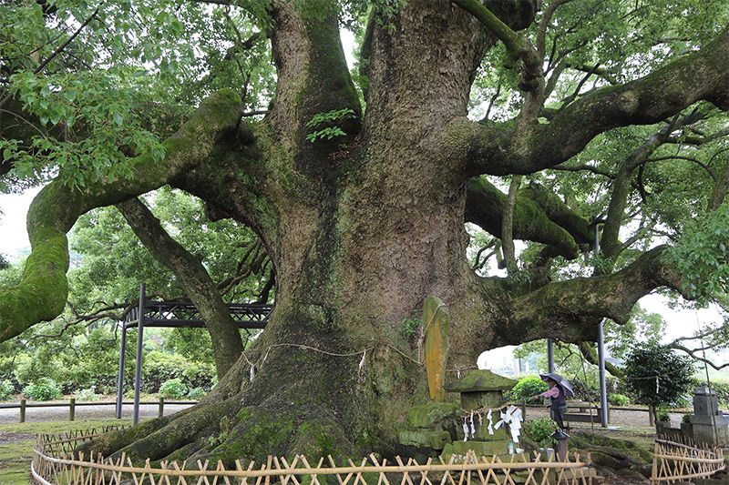 VENERABLES ÁRBOLES : El alcanforero del señor Jakushin