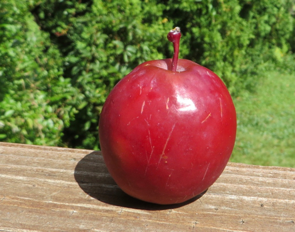 Firecracker (Bill's Red Flesh Crab) - Adam's Apples