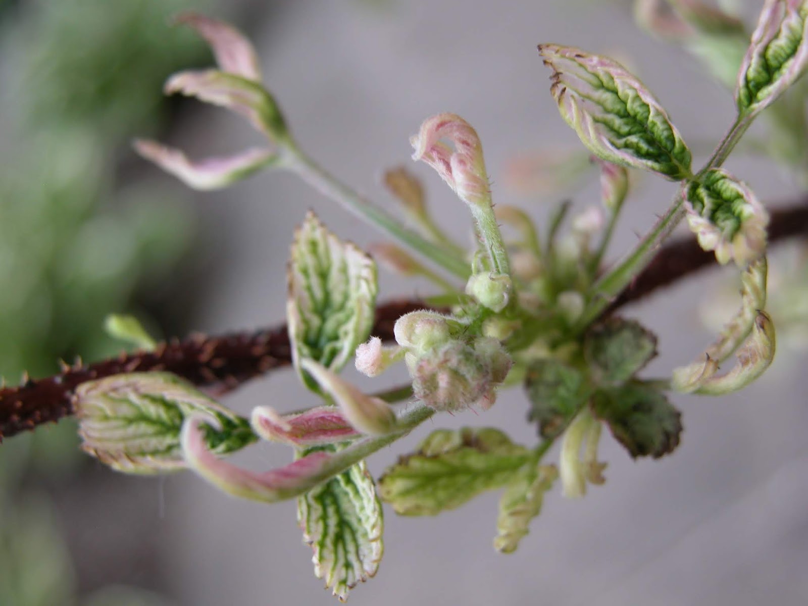 Photos for Recognizing Herbicide Injury on Berries