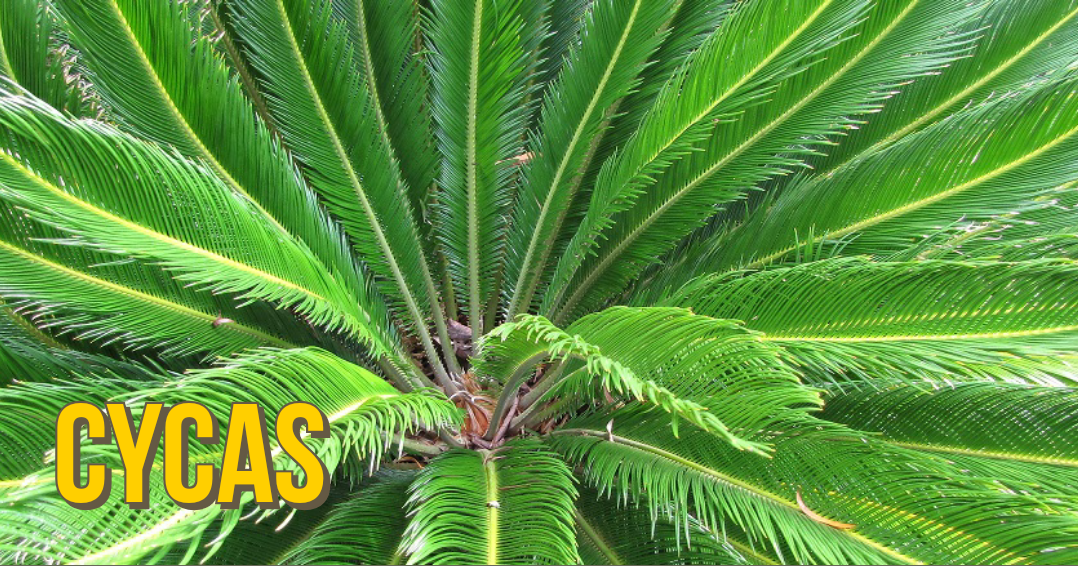 Cycas ~ PLANTUKIS