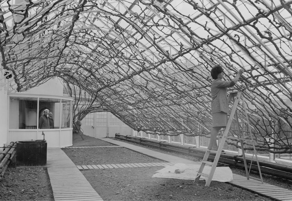 The Great Vine of Hampton Court Palace | Amusing Planet