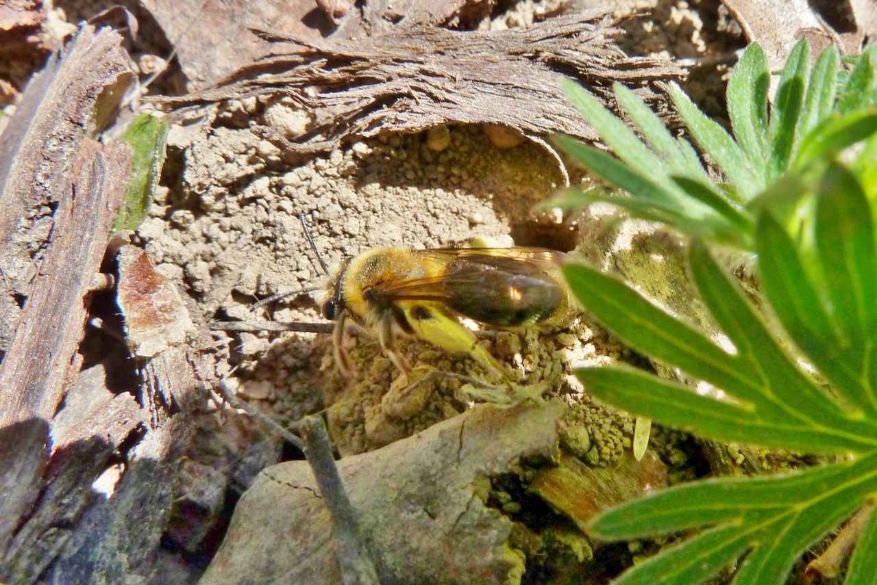 Bees, Birds & Butterflies: Life Underfoot ~~ or ~~ The Pyramids of Beeza