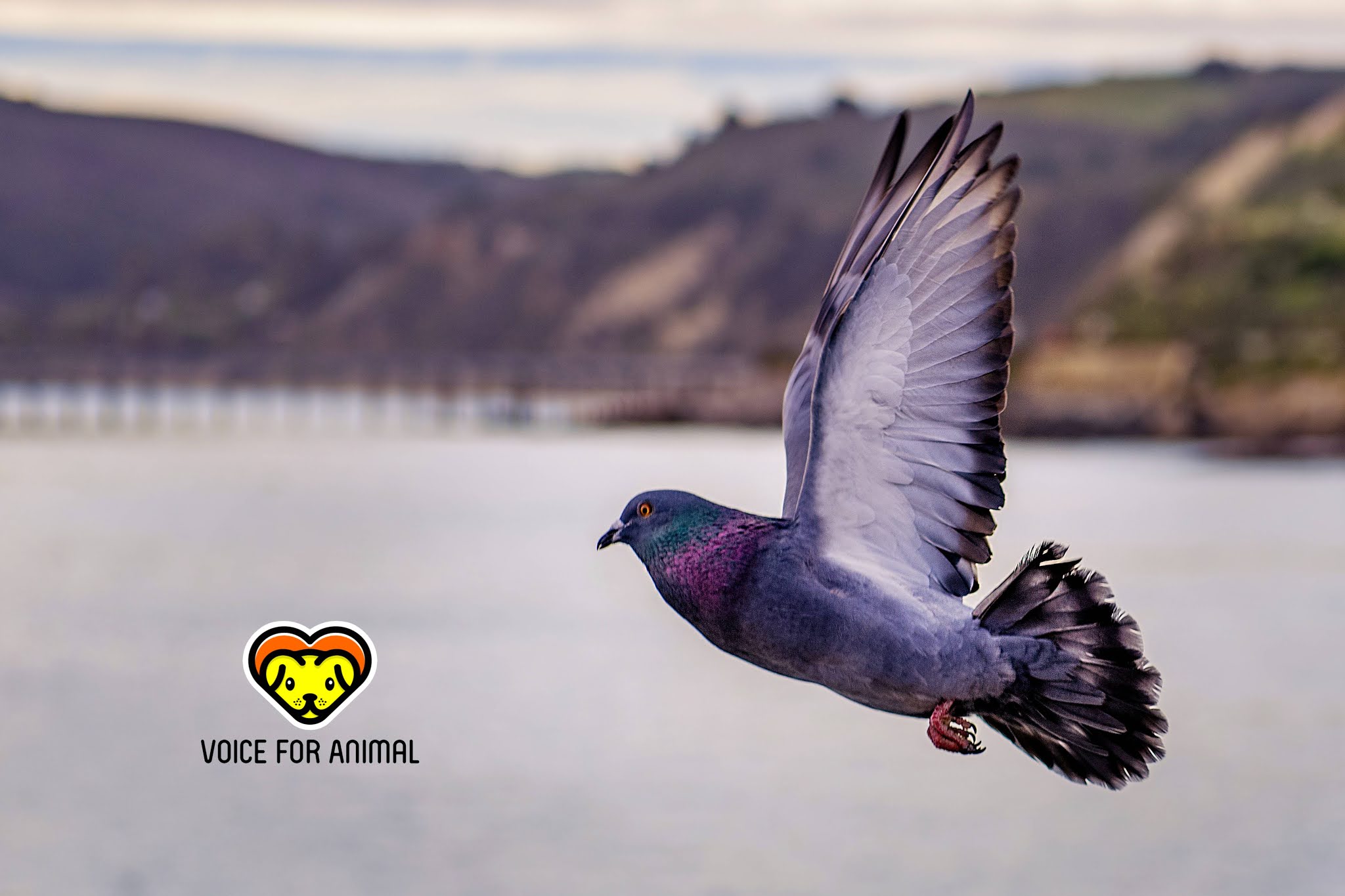 The Five Freedoms Of Animal Welfare Voice For Animal the-five-freedoms-of-animal-welfare-voice-for-animal