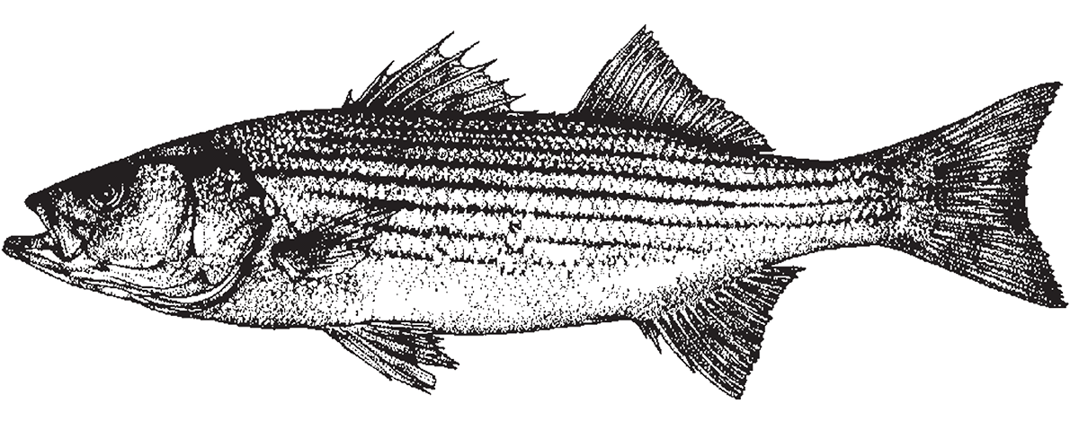 A Multitude Of Fins: Striped Bass: Illustrations & Wildlife Art