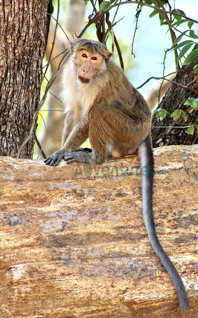 Discover-SriLanka: SRI LANKA - MONKEYS