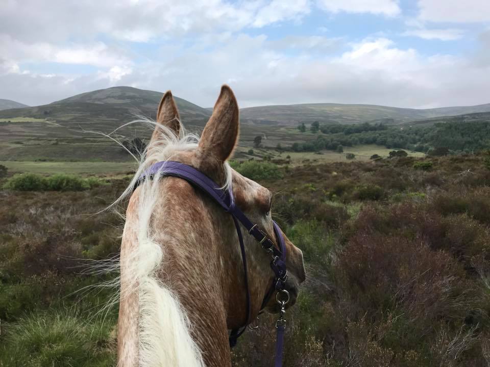 Chamfron Stud : Chamfron Colorado - SERC