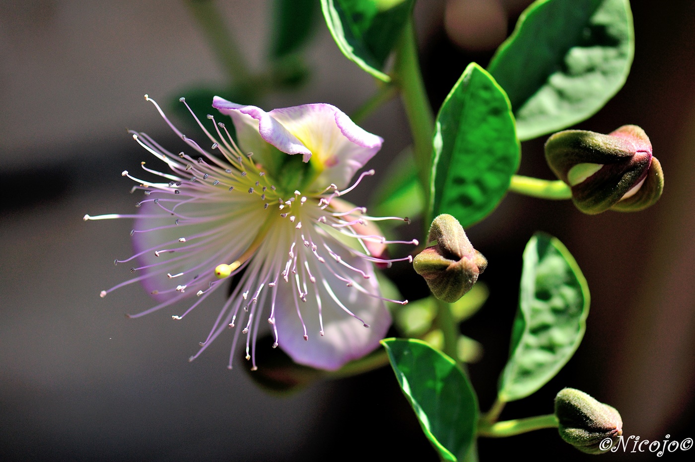 Foto's en korte verhalen uit Spanje: Kappertjesplant - Capparis spinosa