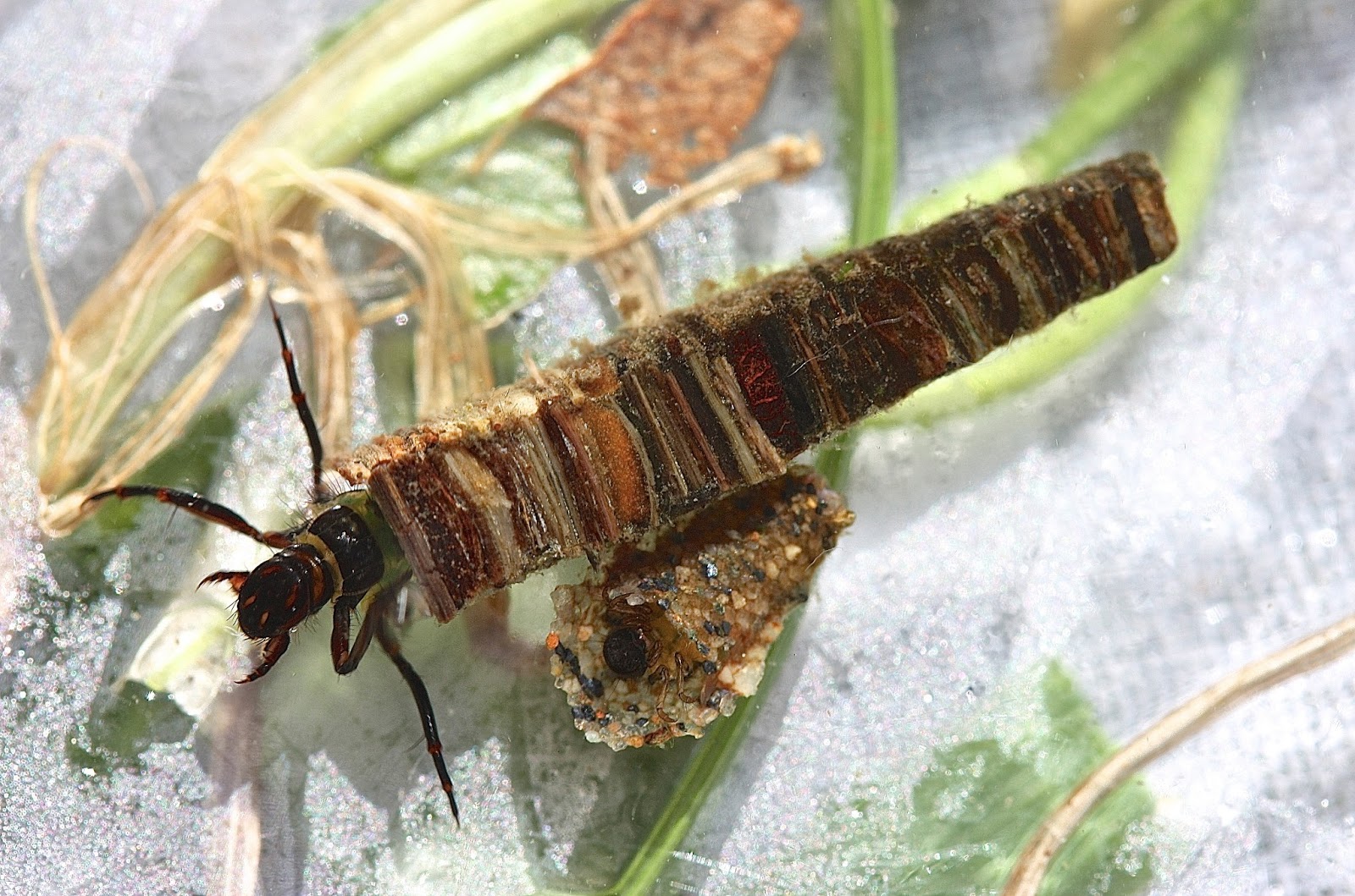 Aquatic Insects of Central Virginia: Just the usual "outstanding" "high ...