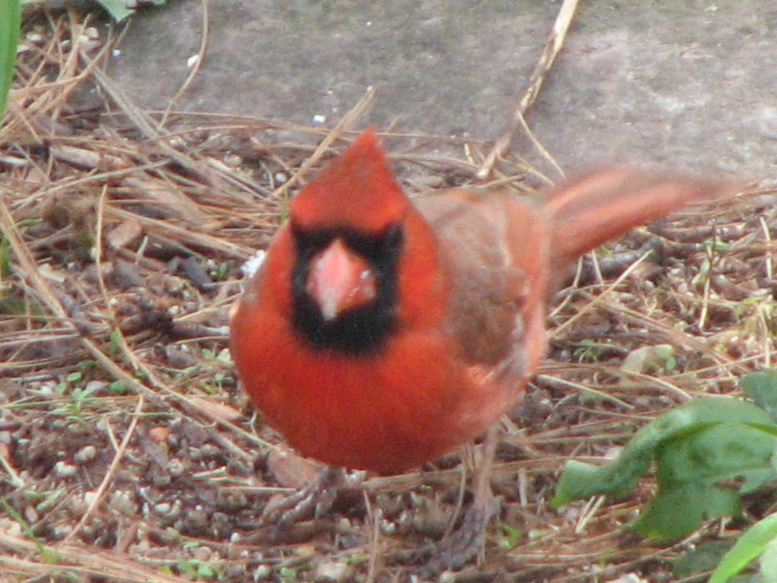 Joseph Noto Digital Art Portfolio: Photography