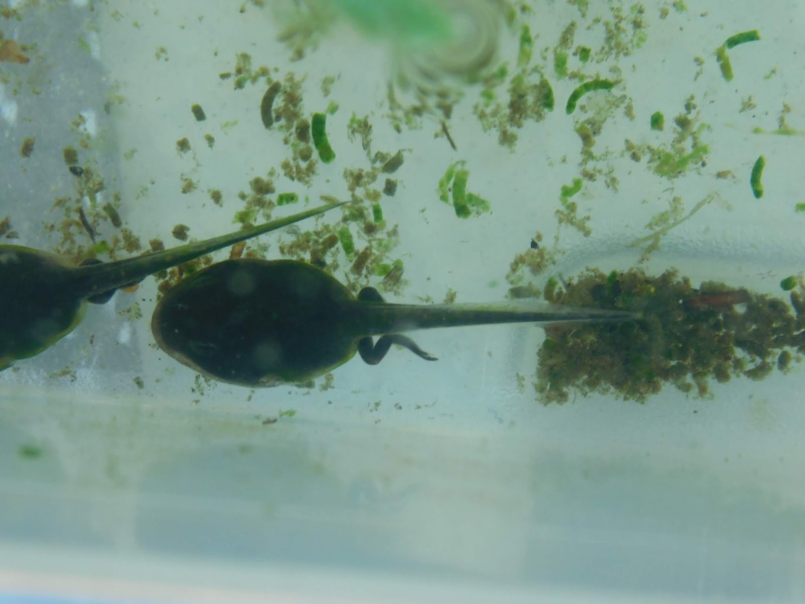 100 Days of Science #33-- Raising Tadpoles