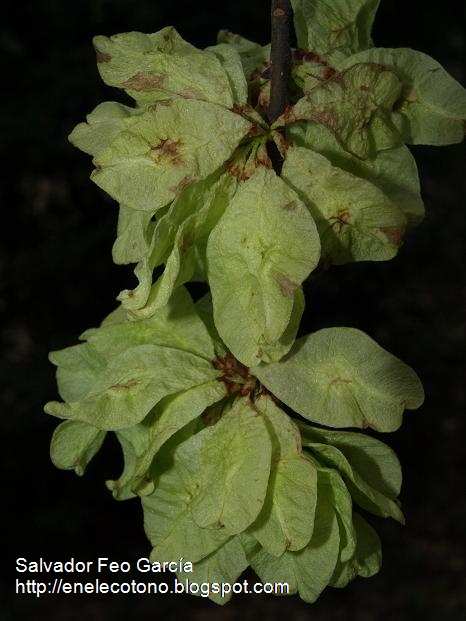 En el ecotono: Los frutos de los olmos