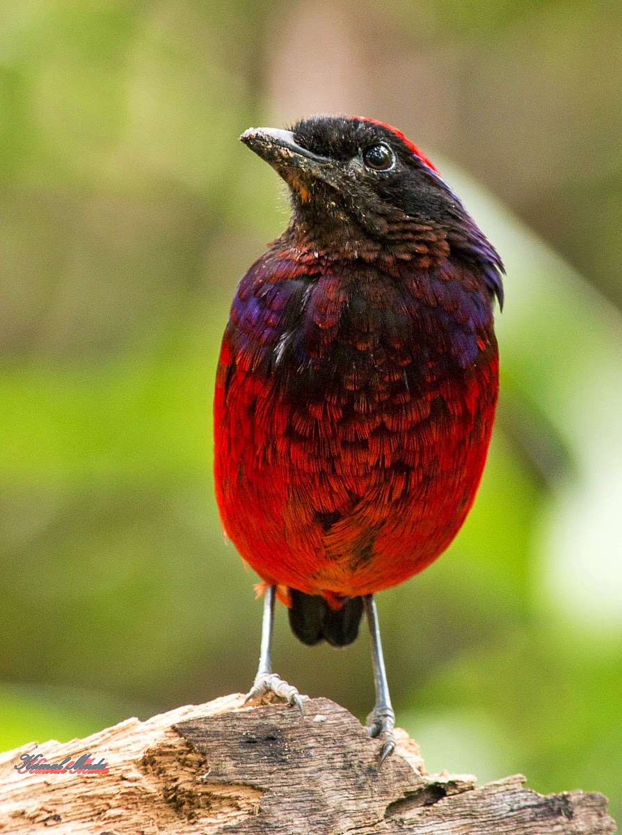 SOUTH EAST ASIA BIRDS - Malaysia birds paradise: Garnet pitta ...