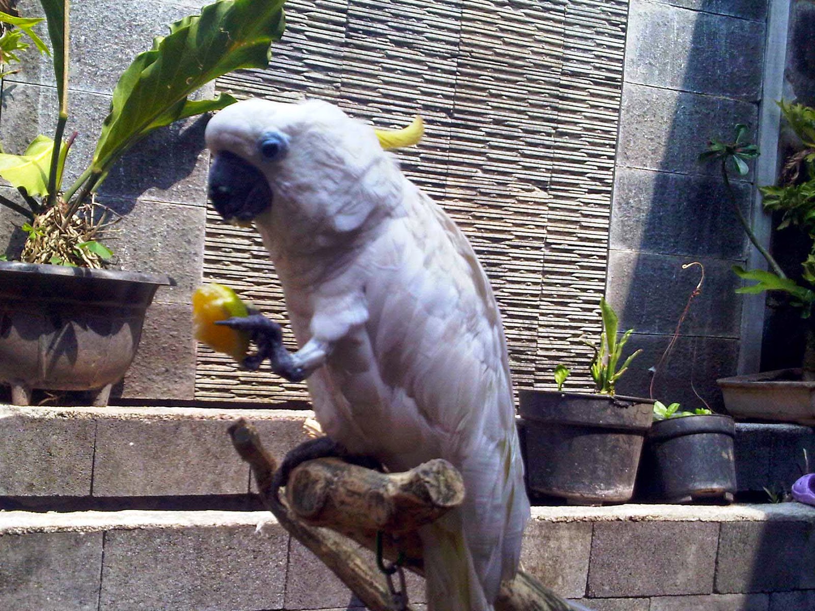 Burung Paruh Bengkok: Mengenal Burung Paruh Bengkok