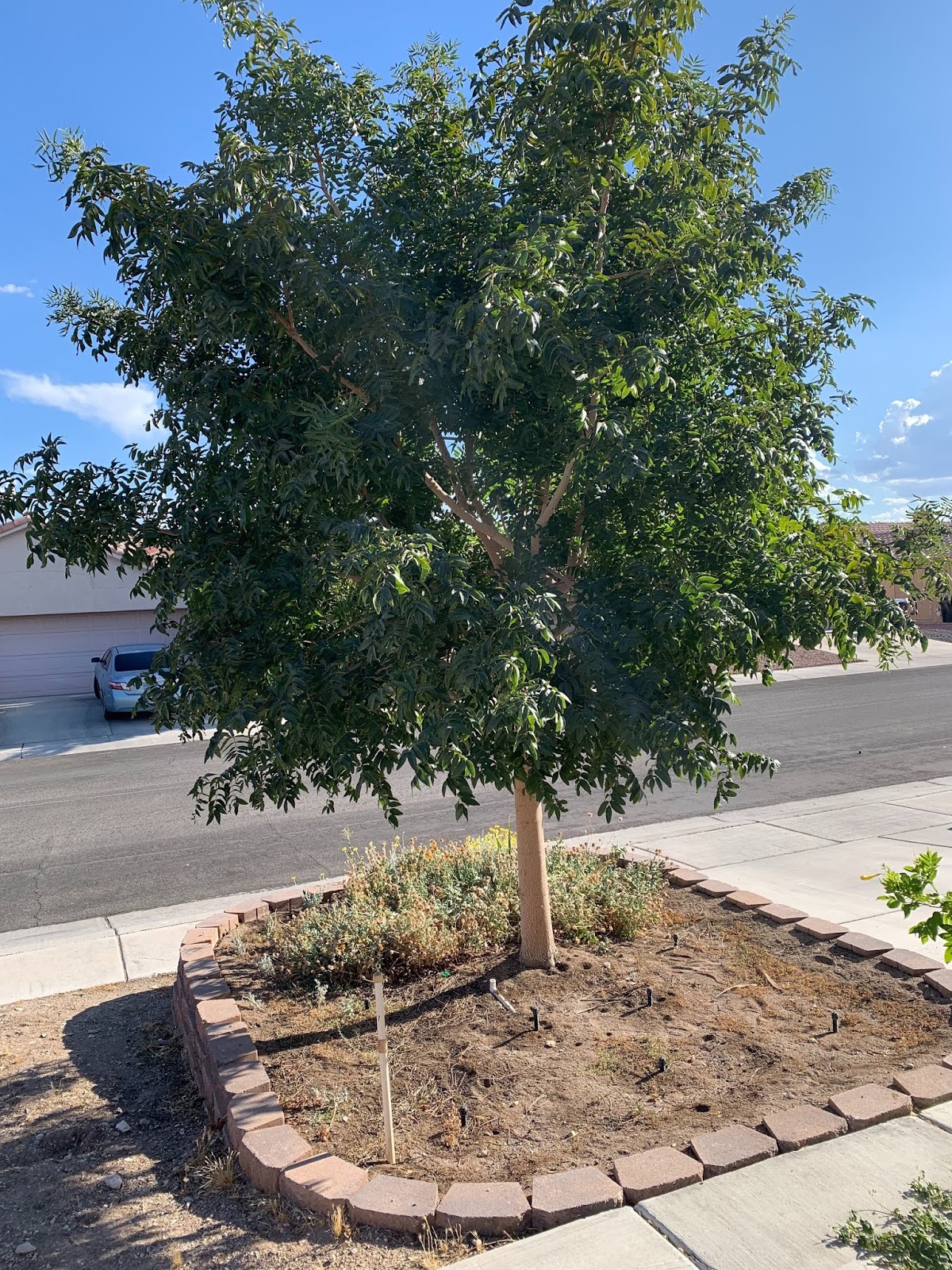 Xtremehorticulture of the Desert: Tree Selection for HOA Communities