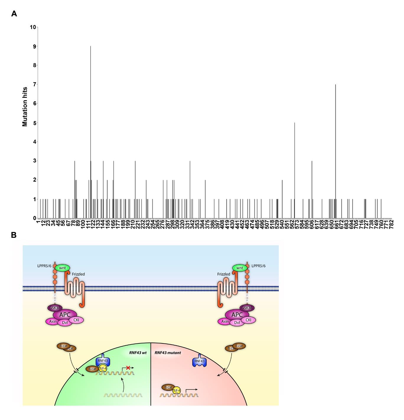 Note; The E3 ligase RNF43 inhibits Wnt signaling downstream of mutated ...