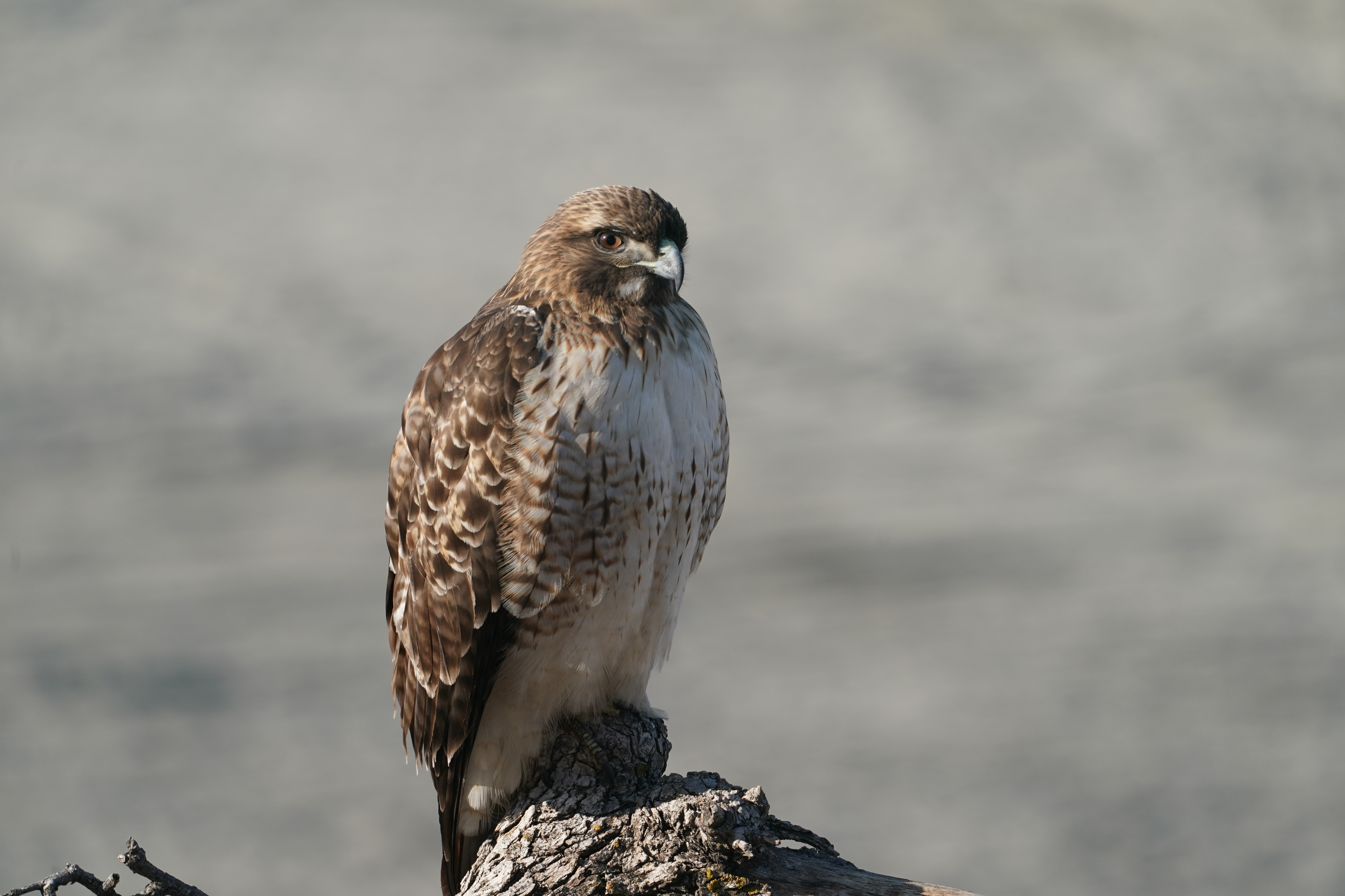 Mid Sierra Musings: Millerton Lake Hawk Close Up