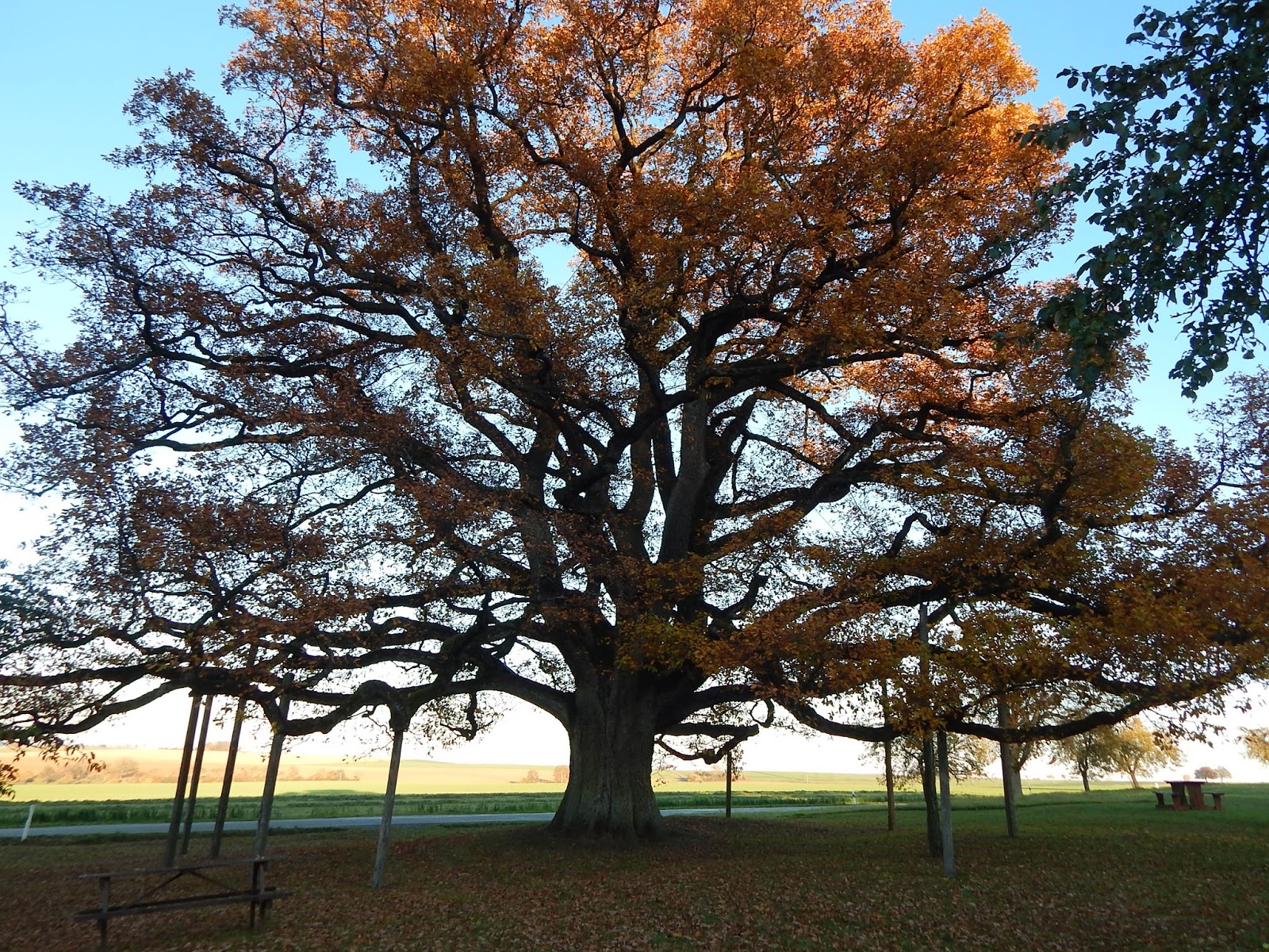 HRANA VIE: Plantele comestibile din flora spontana