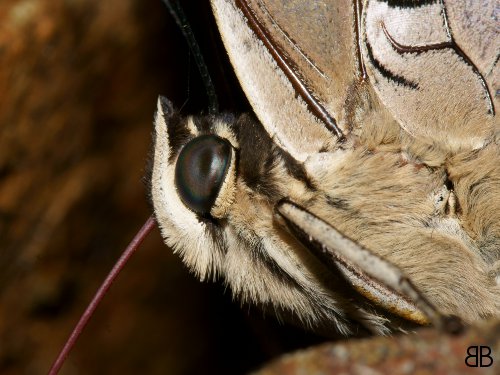 Butterfly photography: Photograph butterfly details