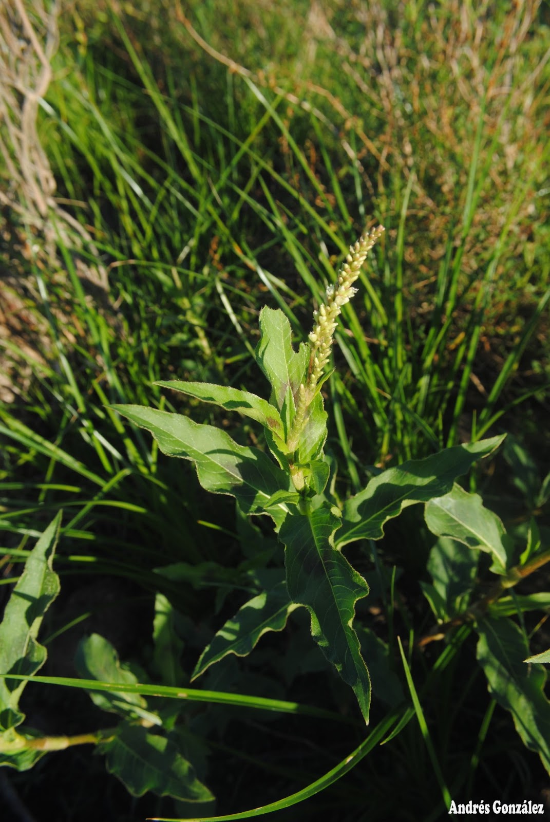 FOTOS DE FLORA NATIVA Y ADVENTICIAS DE URUGUAY : Polygonum acuminatum ...