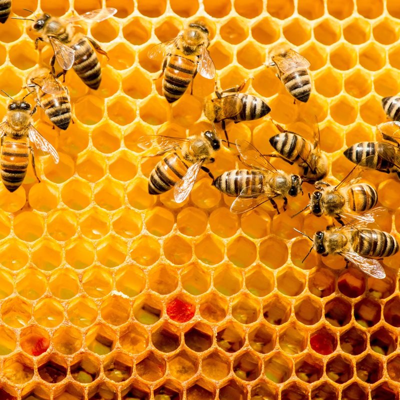 La Importancia de las Abejas 🌻🐝 - BioGenera AC