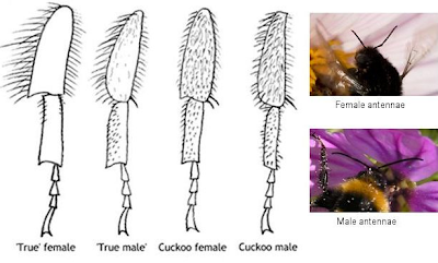 English Plants: BUMBLEBEE IDENTIFICATION