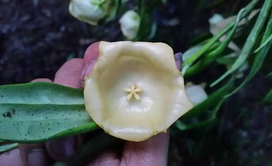 Species New to Science: [Botany • 2015] Hoya yingjiangensis • A New ...