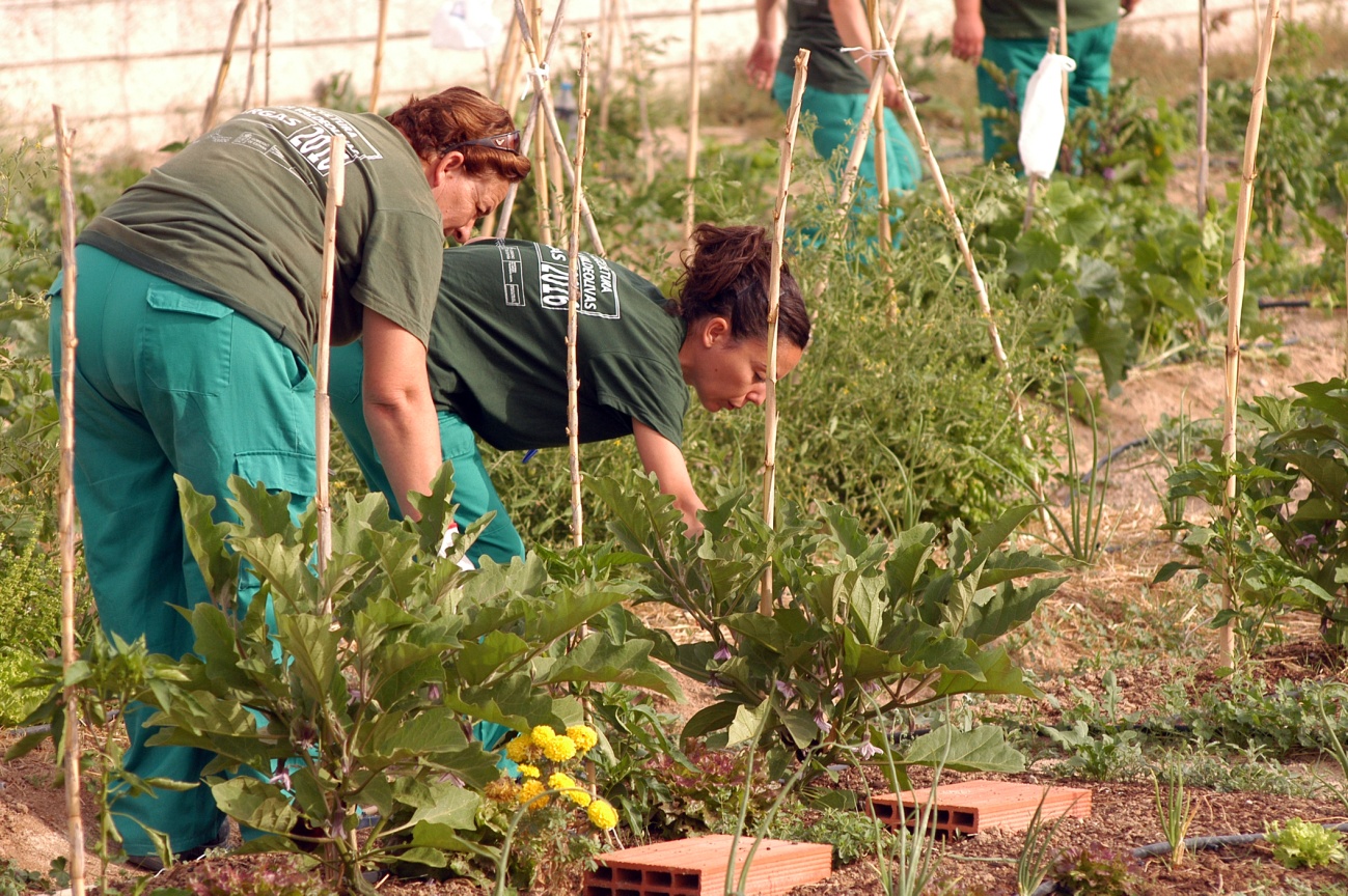 Ecohuertita Bargueña: Recolección de nuestros productos