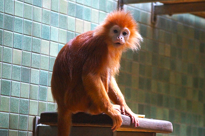 Jennisusannat: Two monkeys carrying a box of bananas