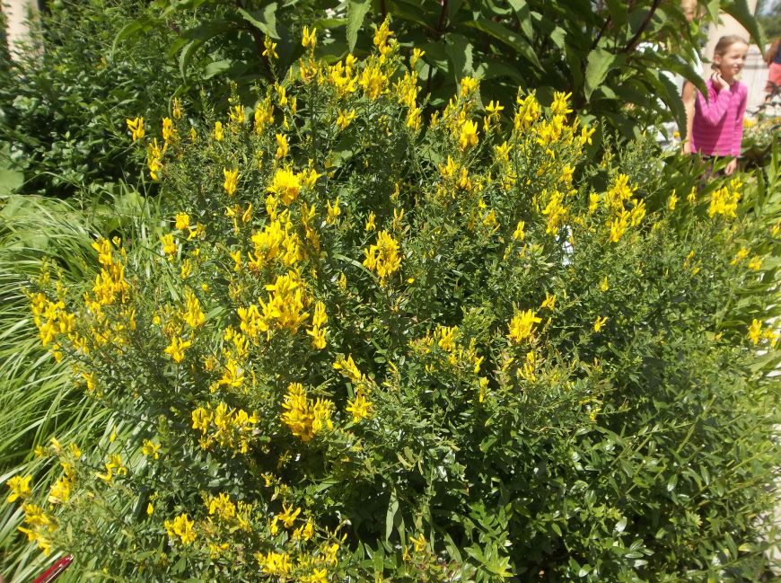 Future Plants by Randy Stewart: THE BROOMS
