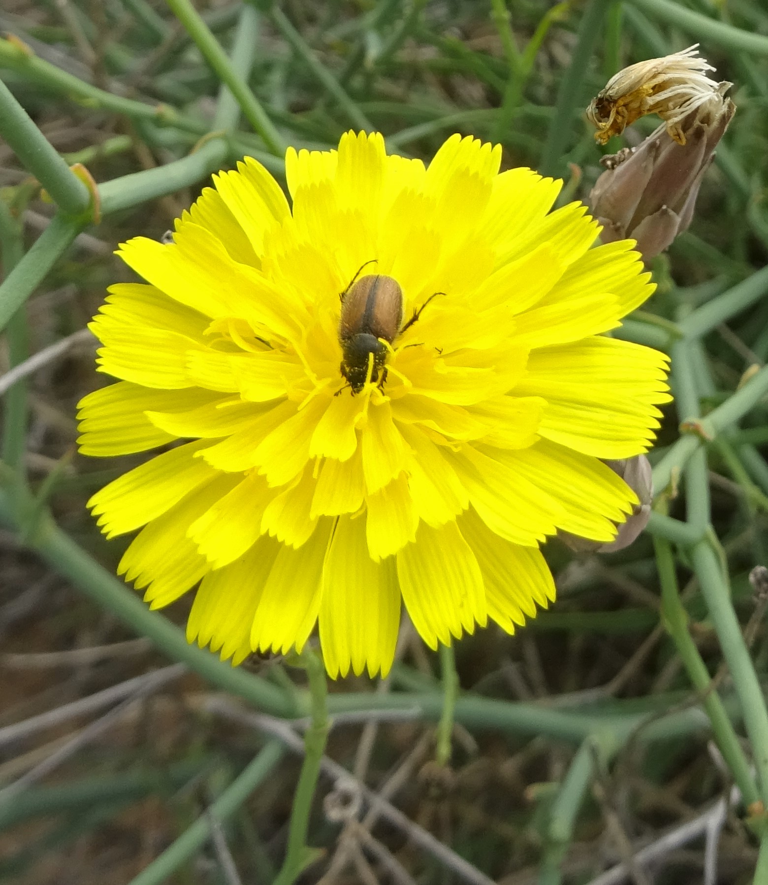 HERBARIO VIRTUAL DE BANYERES DE MARIOLA Y ALICANTE: Launaea fragilis ...