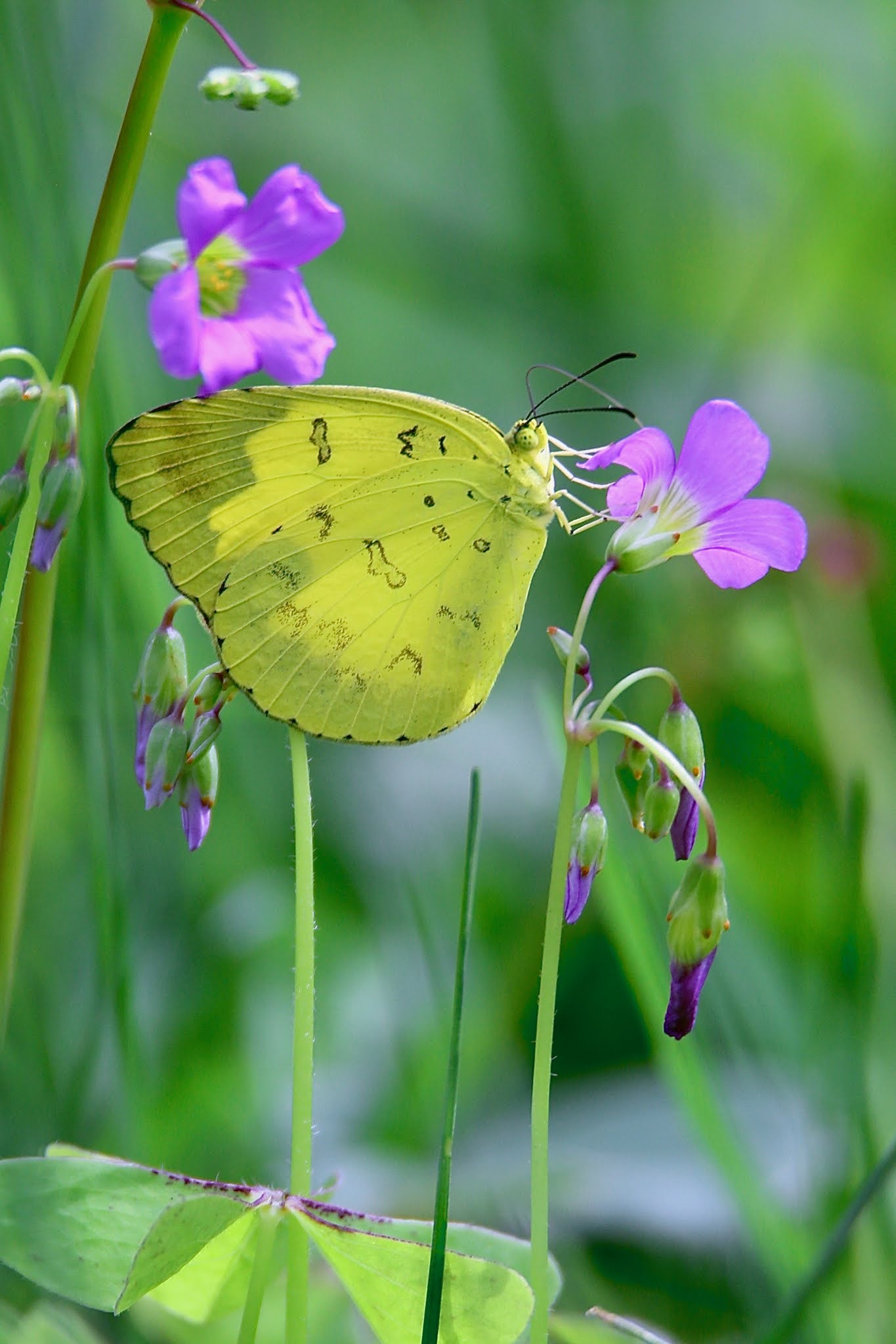 Common Grass Yellow Butterflies