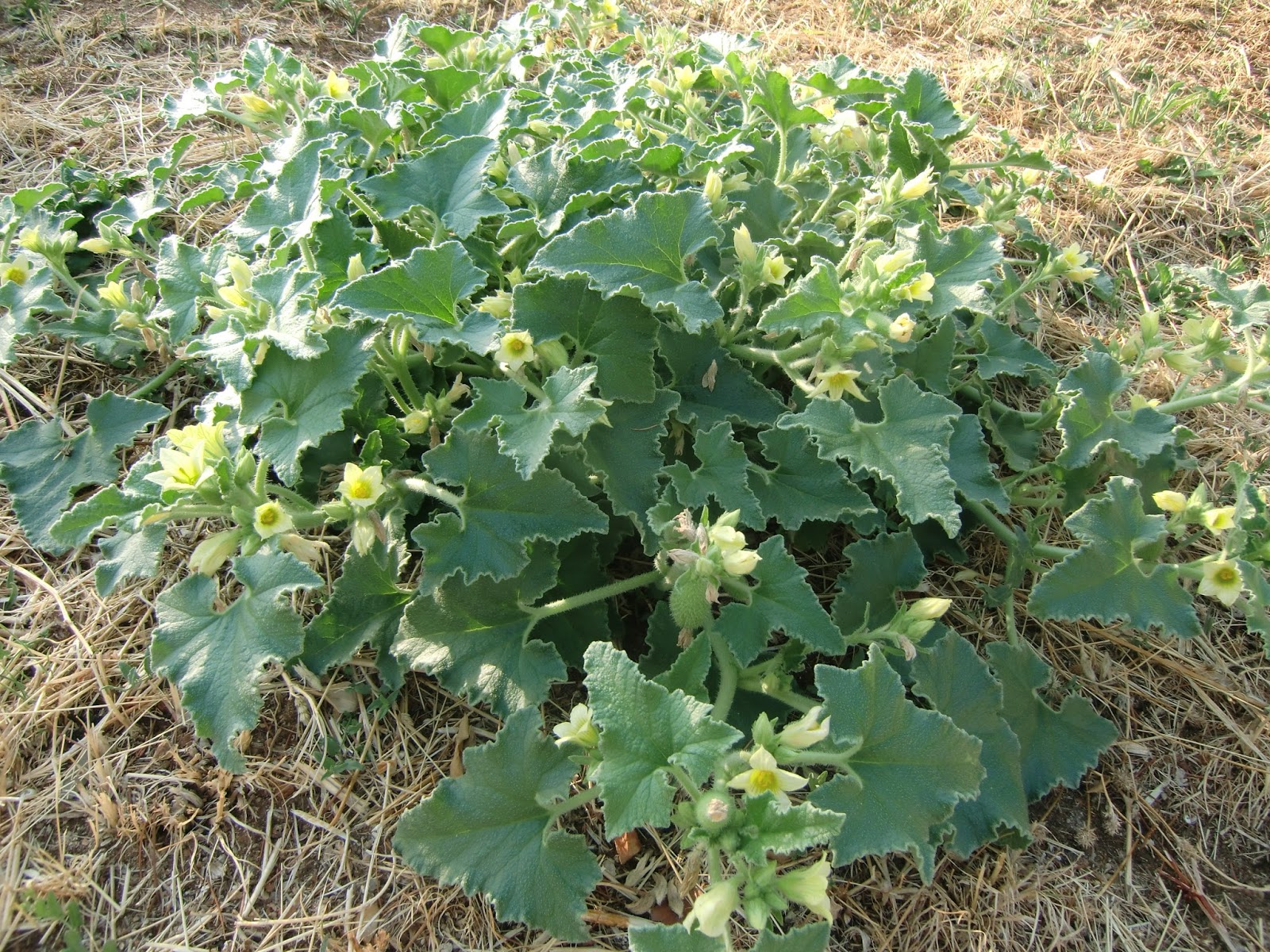 Plantas de Huerta Otea, Salamanca: Cohombrillo amargo, pepinillo del ...
