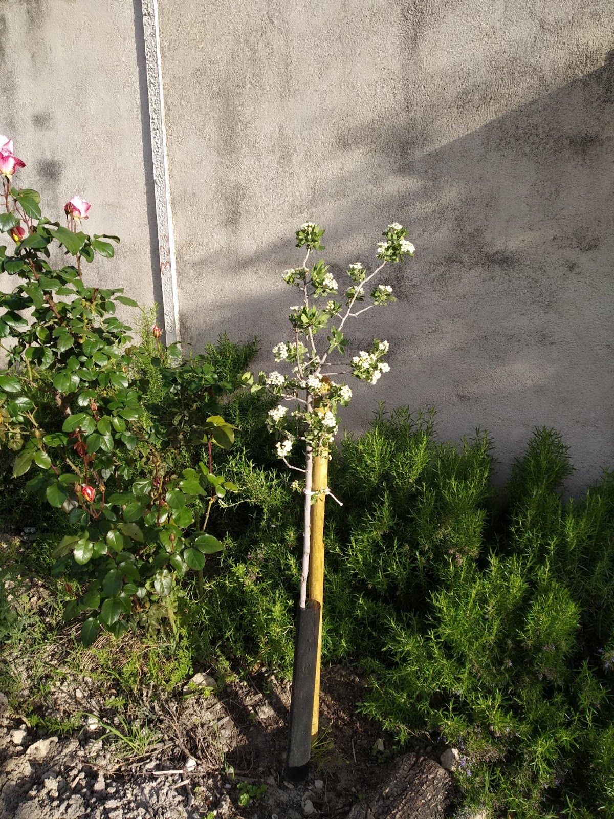 Un huerto en Fuerte del Rey: ACEROLO