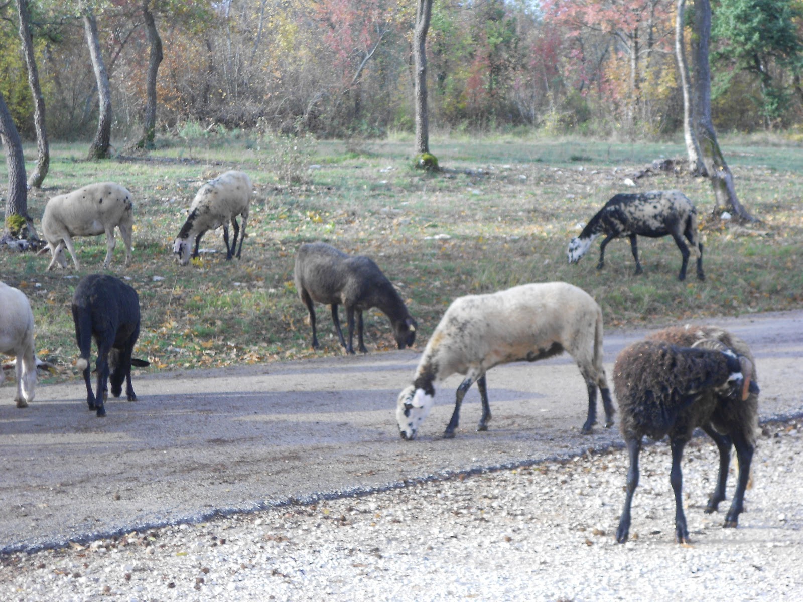 The Clumsy Traveler: Croatia: Kazun Country