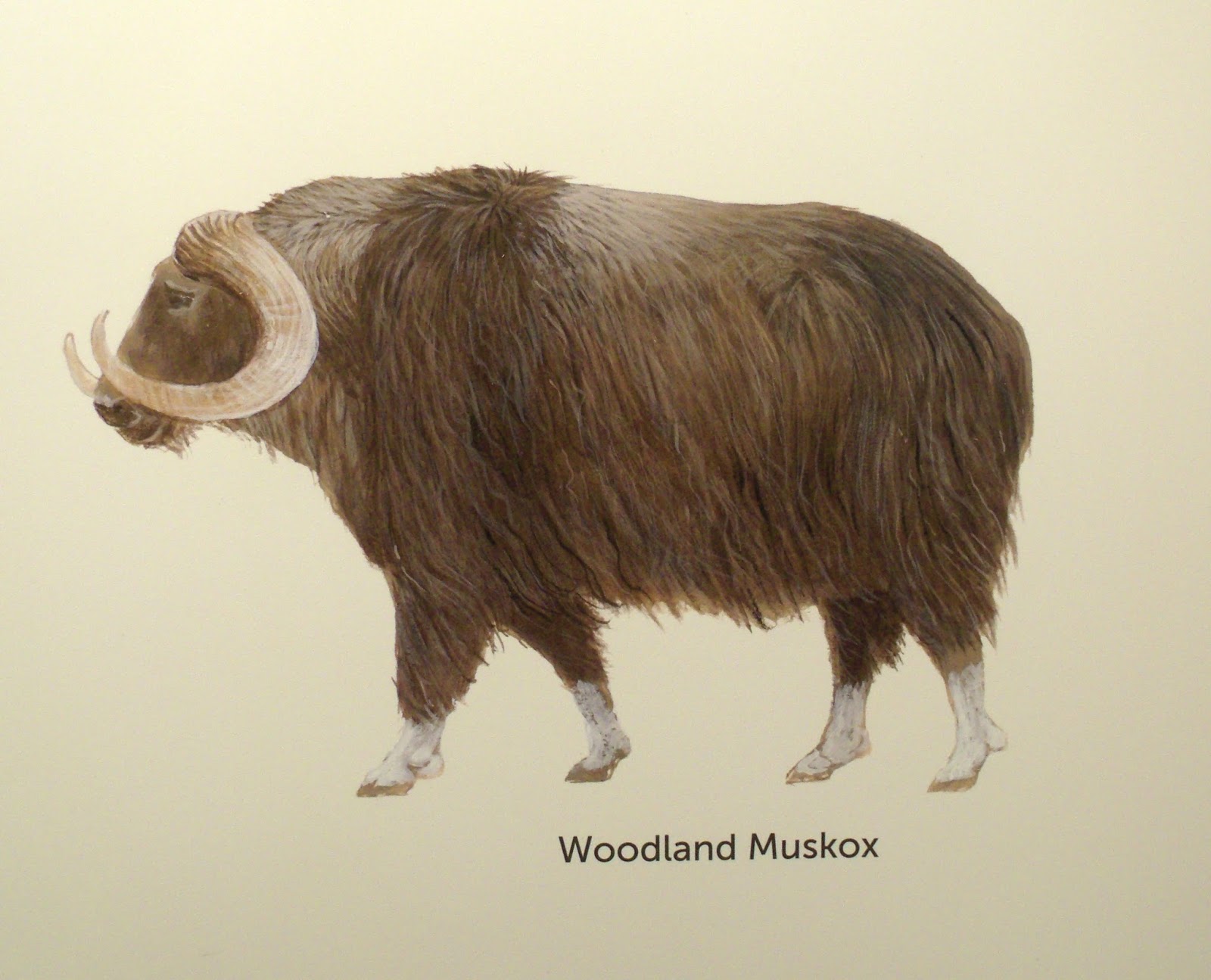 Letters for George: At Big Bone Lick