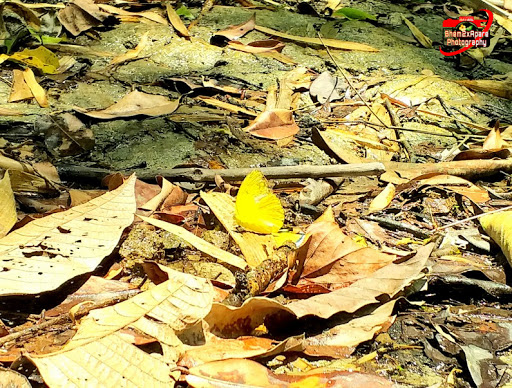 Crafted in a Marvelous Design: Nature's Beauty at Lampanag Ridge ...