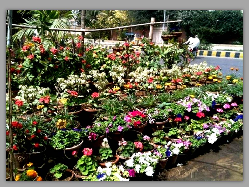 Spreebird: Pattoki “The City of Flowers