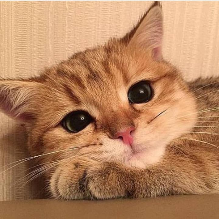 Bibinblogs Mga Uri Ng Pusa