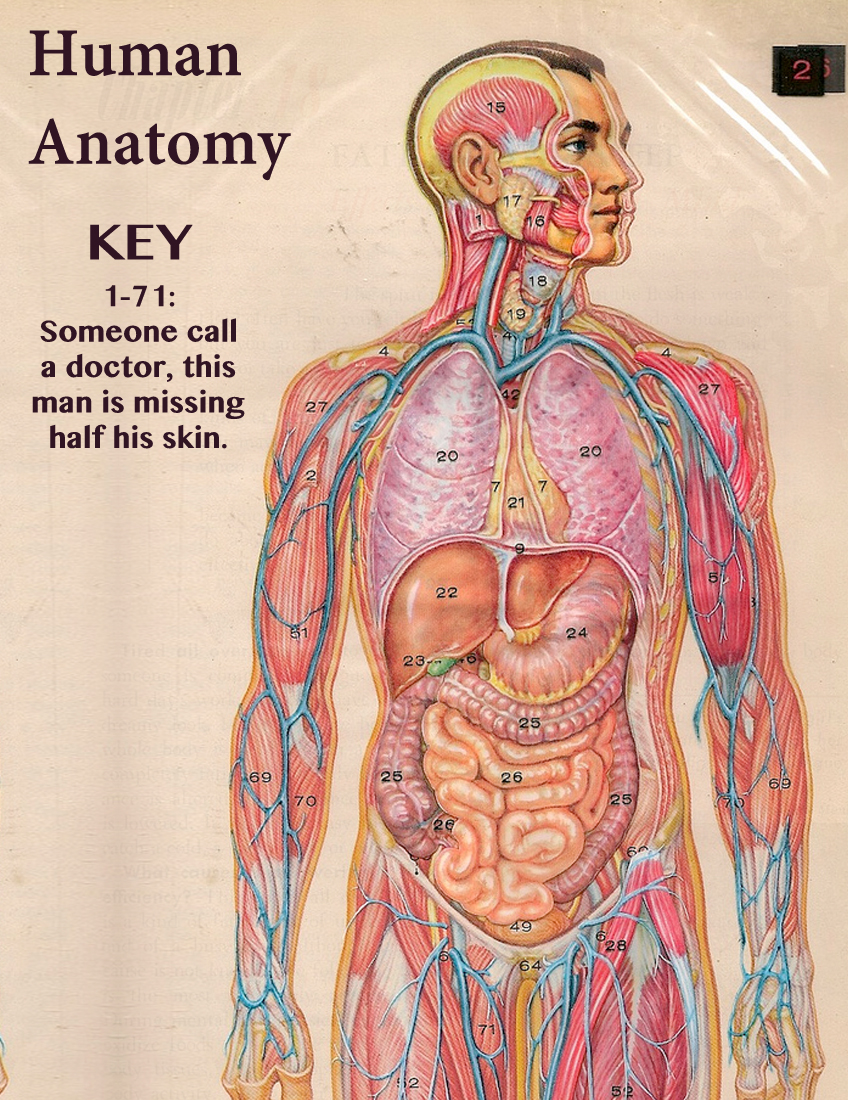 Sora's Pictures of Various Cool Stuff: The Human Anatomy