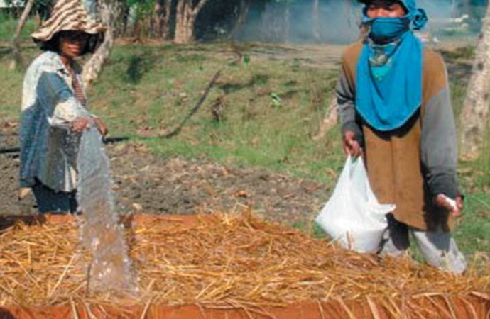 Technonology Guide for Rice Straw Composting with Urea